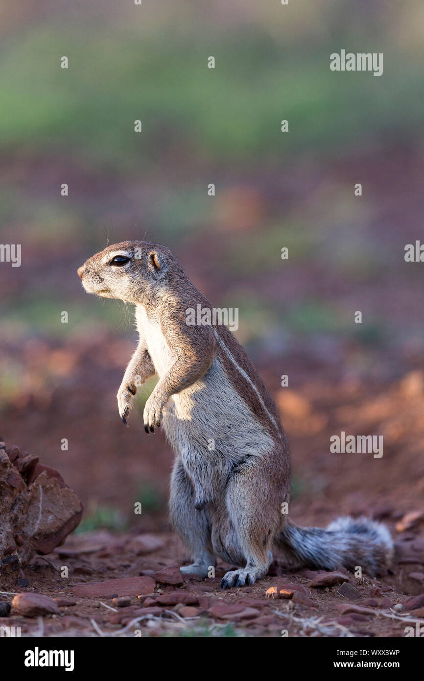 Cape ground squirrel (Xerus inauris), Private reserve, Upper Karoo ...