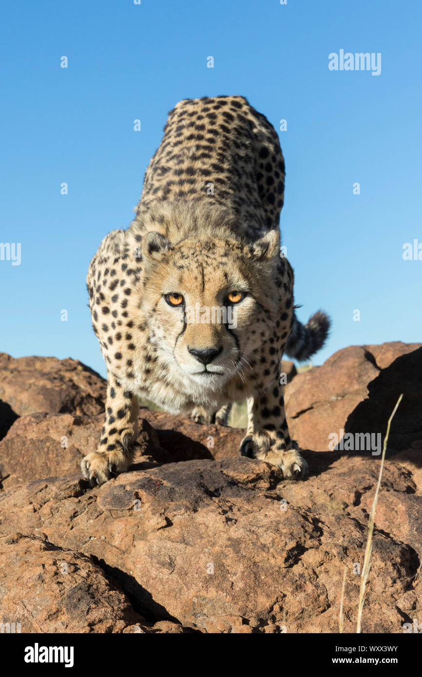 Cheetahs on rocks hi-res stock photography and images - Alamy