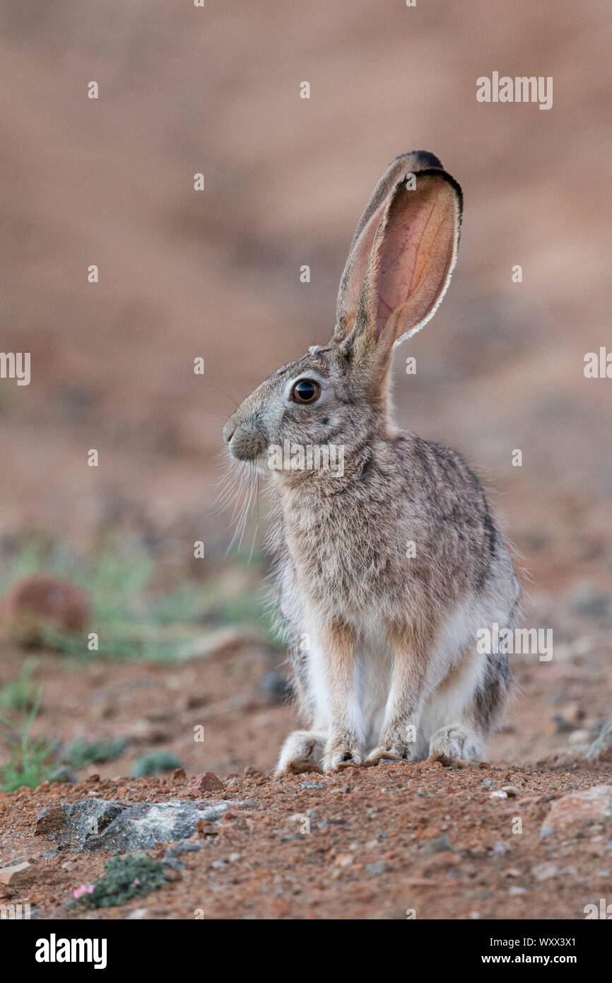 Scrub hare (Lepus saxatilis), Private reserve, South Africa Stock Photo ...
