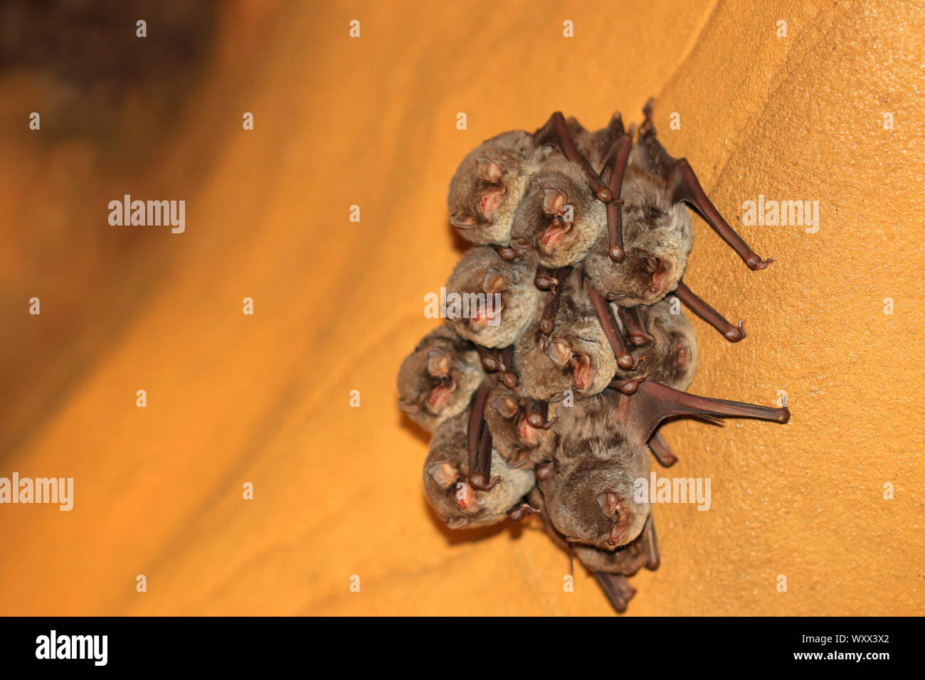 Schreibers' Long-fingered Bat (Miniopterus schreibersi) in cave, Isere ...