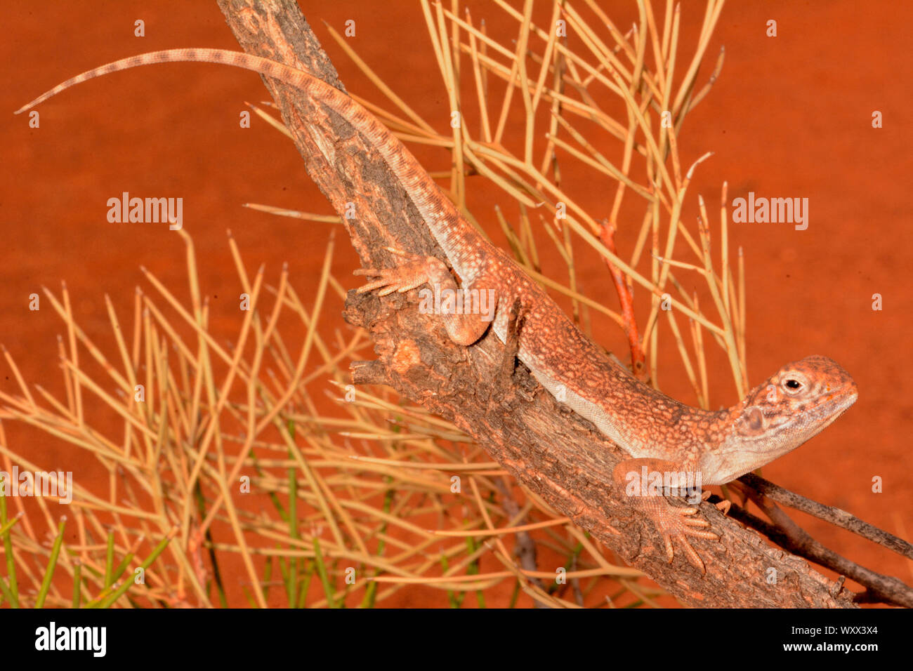 Central netted dragon (Ctenophorus nuchalis), uluru, Red Center, NT ...