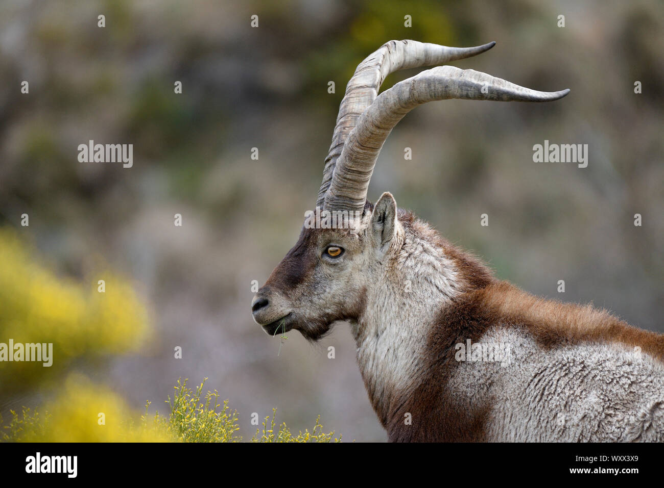 Large capra species hi-res stock photography and images - Alamy