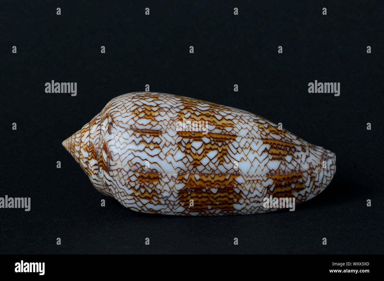 Conidae High Resolution Stock Photography and Images - Alamy