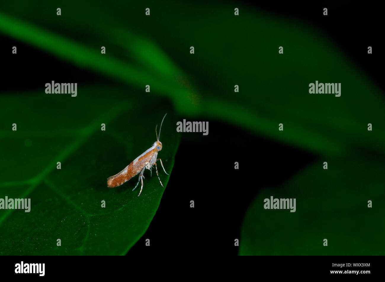 Cherry Fruit Moth (Argyresthia pruniella), gardens and orchards, Côtes ...