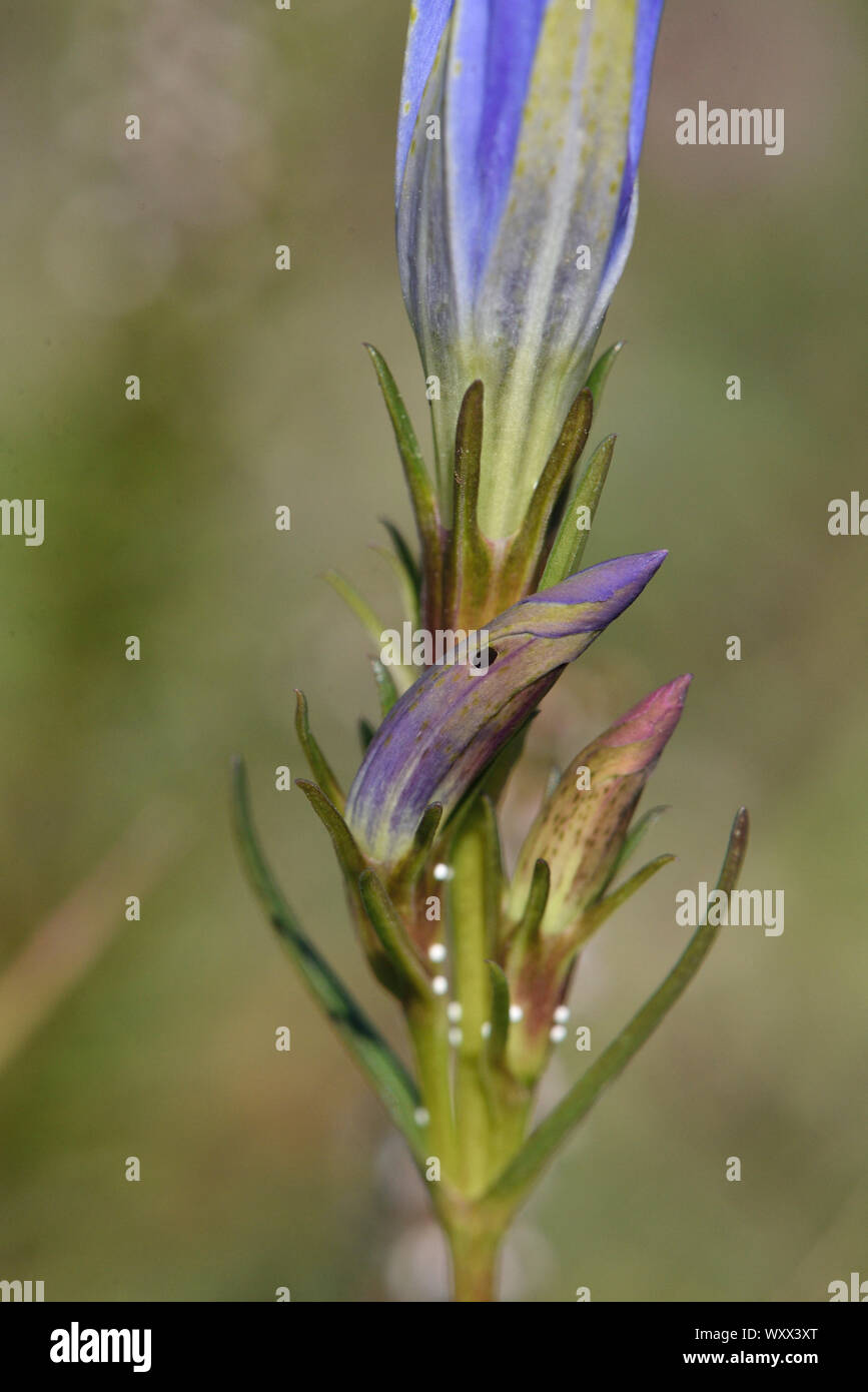 Alcon Blue (Maculinea alcon) eggs on Marsh Gentian (Gentiana ...