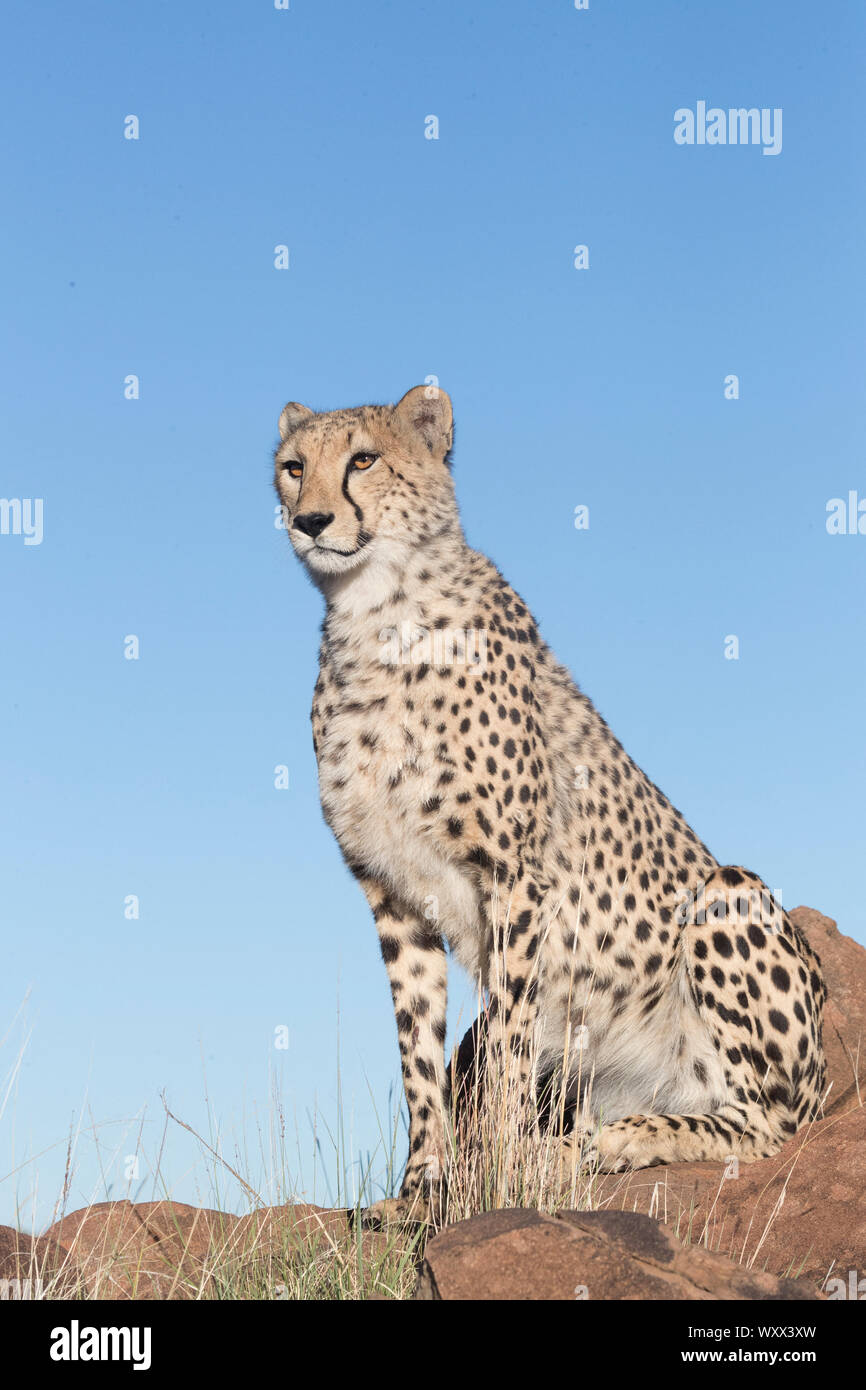 Cheetahs on rocks hi-res stock photography and images - Alamy