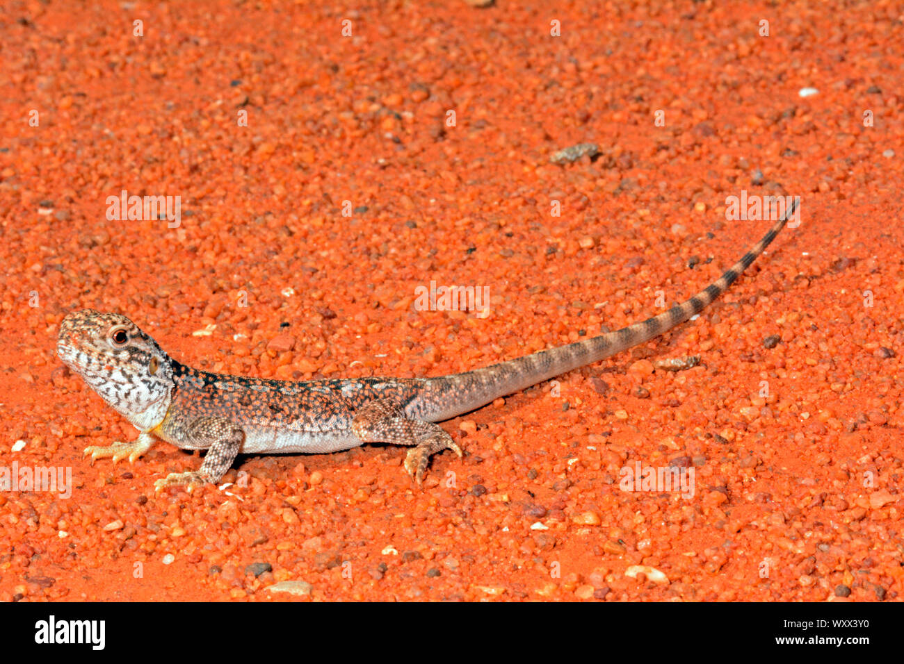 Western netted ground dragon ctenophorus reticulatus hi-res stock ...