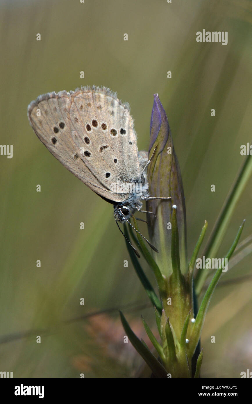 Alcon Blue (Maculinea alcon) female on Marsh Gentian (Gentiana ...