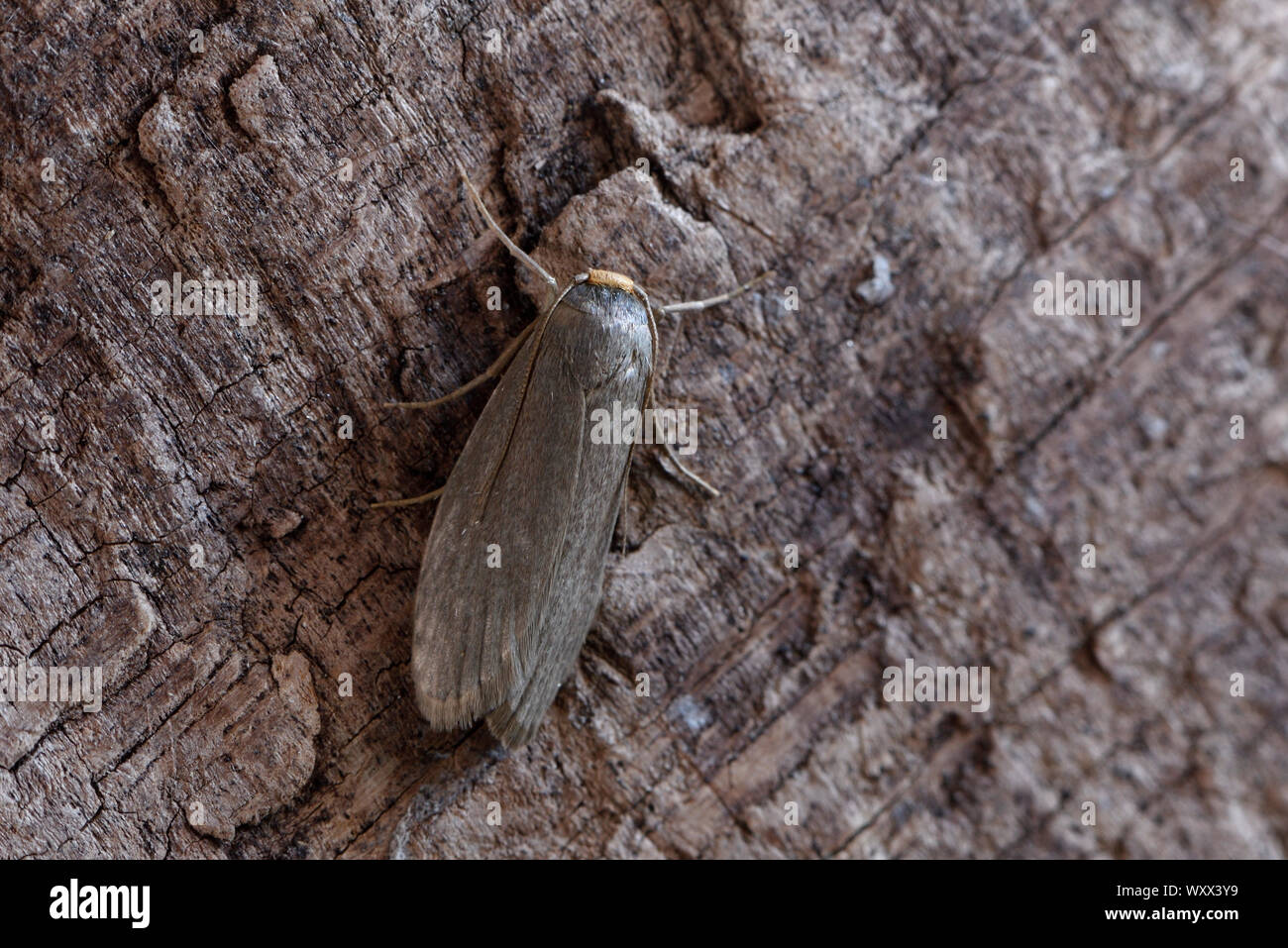 Lesser wax moth (Achroia grisella) at rest, parasite hives whose ...