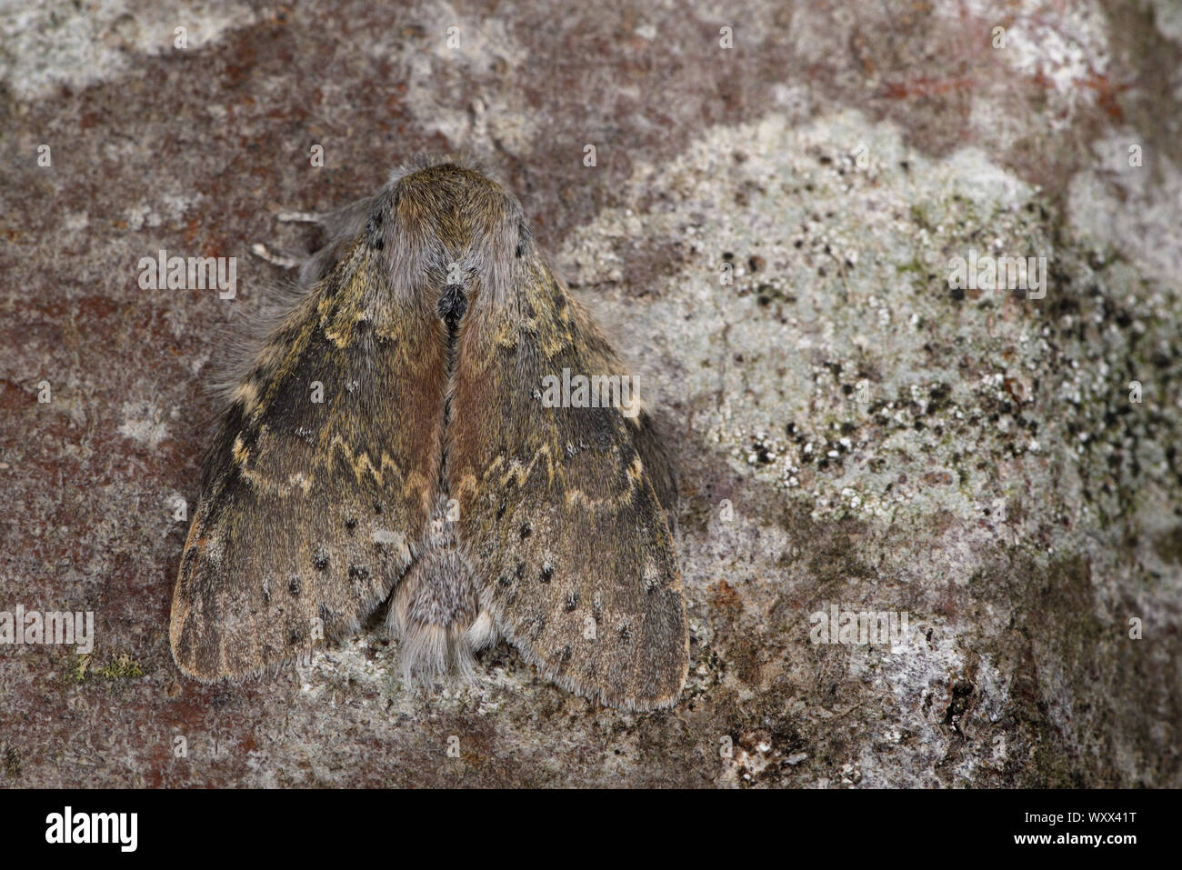 Lobster Moth (Stauropus fagi) Imago resting, mimicry on a beech, moth ...