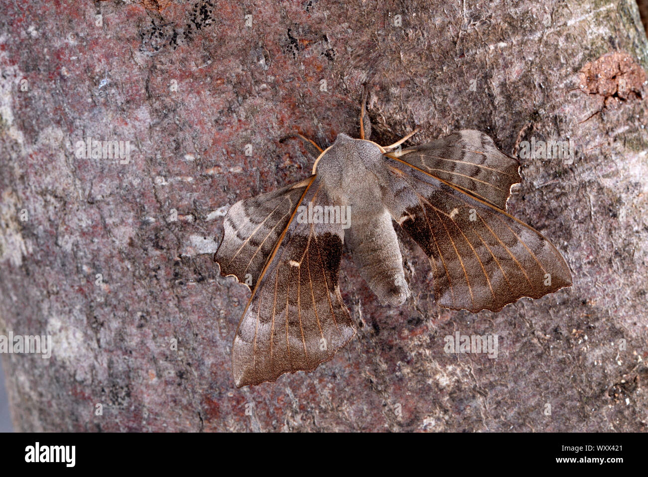 Aspen Hawk-moth (Laothoe populi) just emerged female imago, Plerin ...