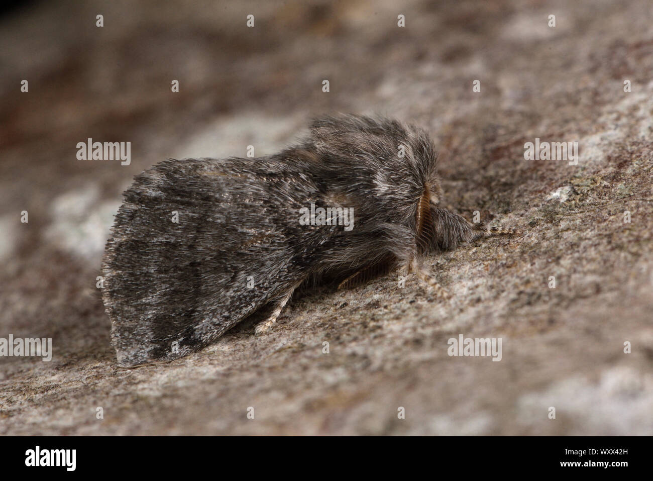 Oak processionary moth (Thaumetopoea processionea) resting imago whose ...