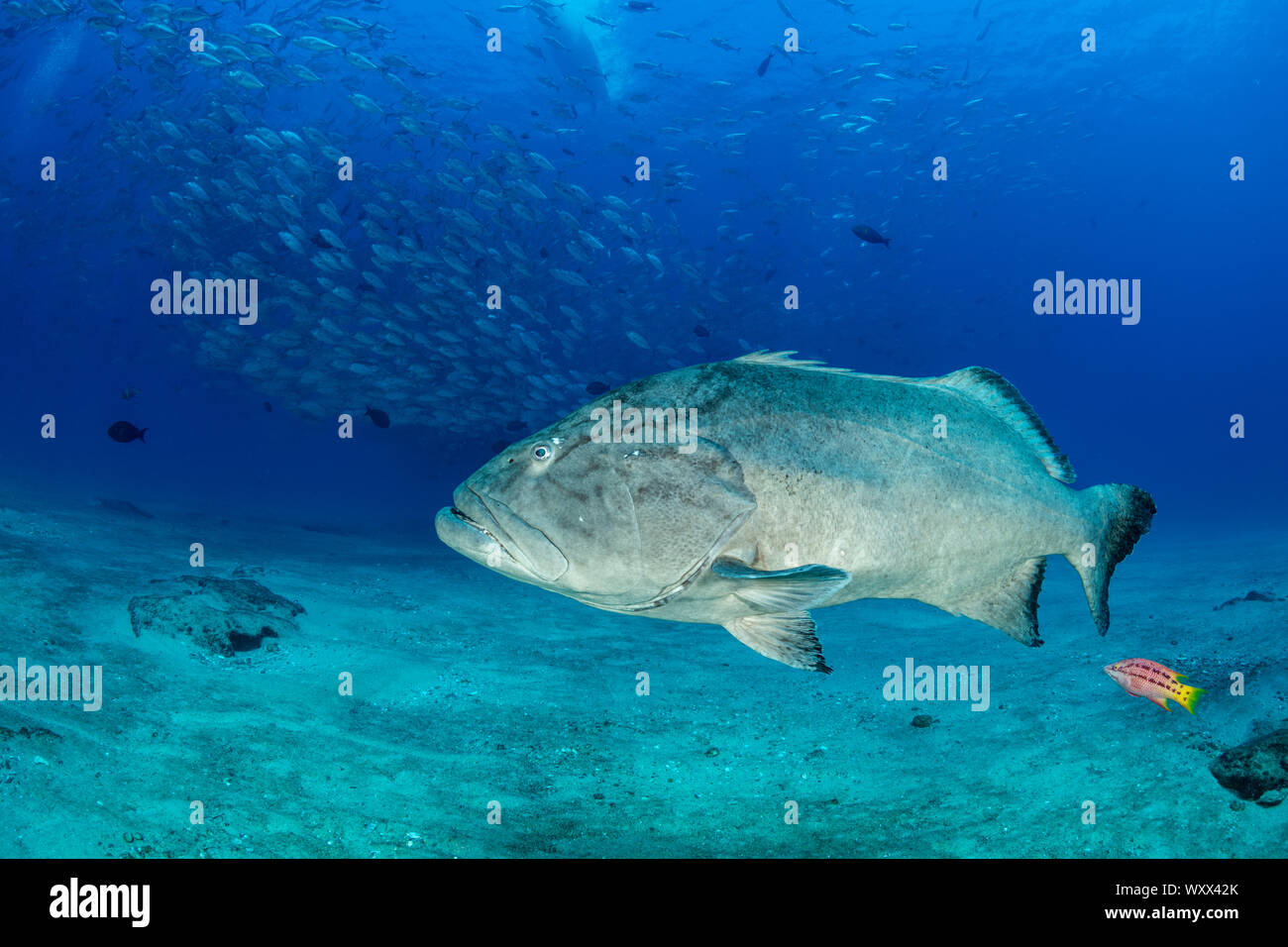 Mycteroperca jordani hi-res stock photography and images - Alamy