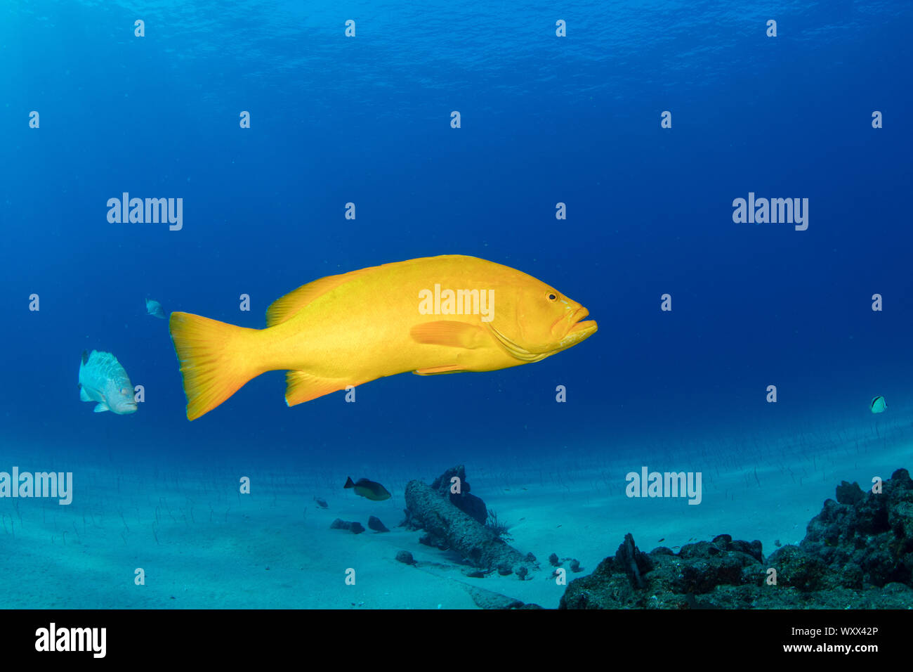 Golden grouper (Mycteroperca rosacea), yellow color-variation of the ...