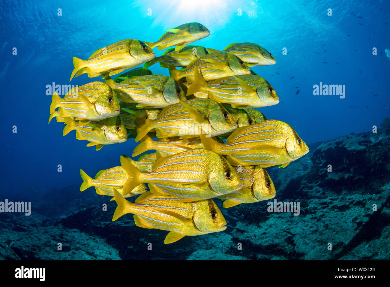 Shoal of colorful yellow fish Panamic porkfish (Anisotremus taeniatus ...