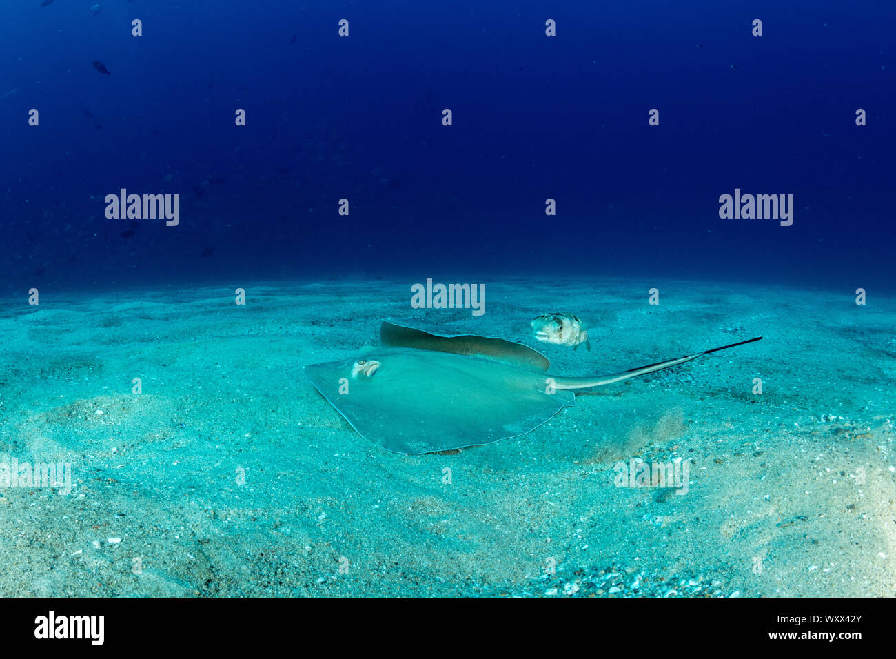 Diamond stingray (Dasyatis brevis) with Longspined porcupinefish ...
