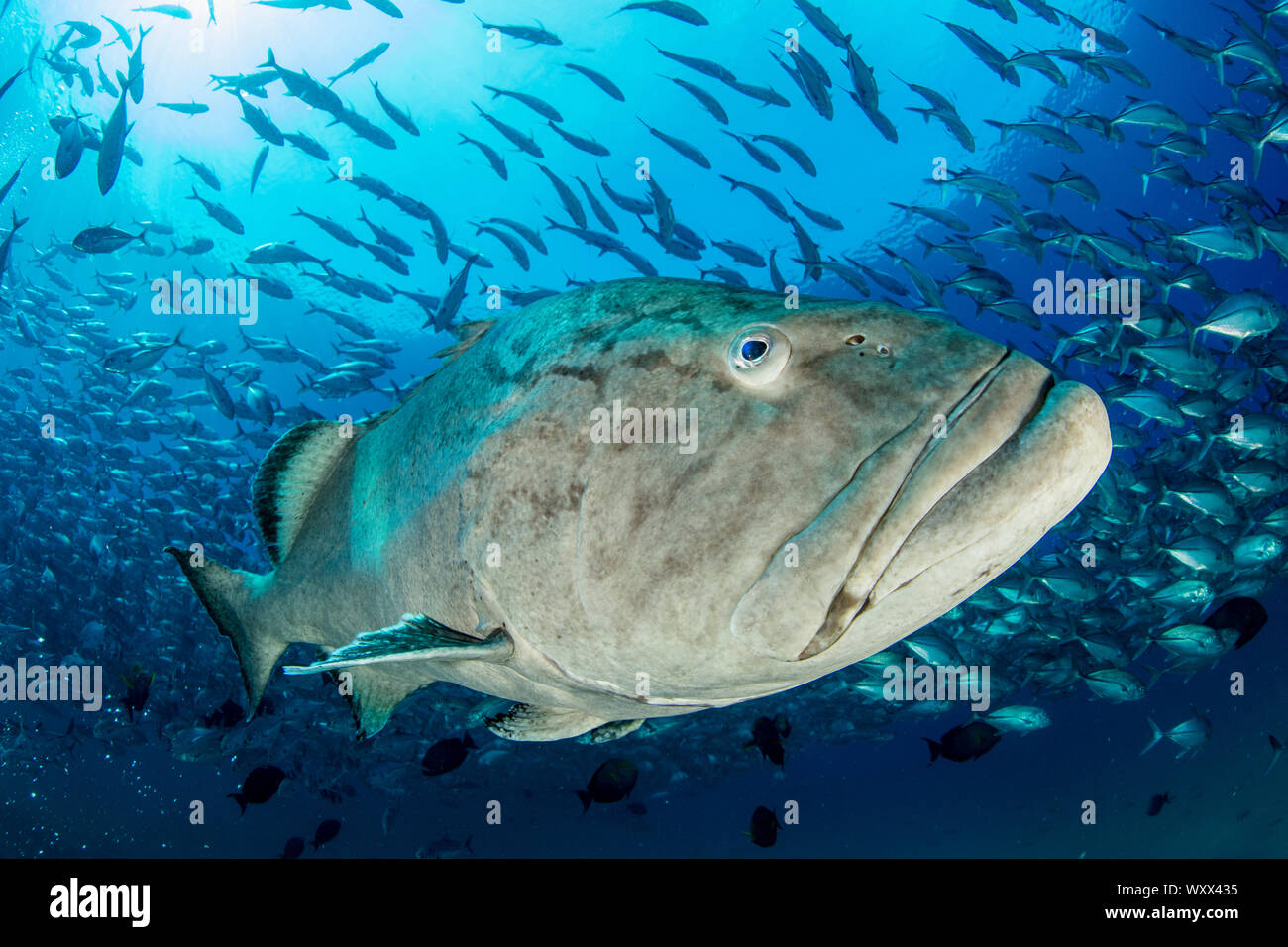 Big Gulf grouper (Mycteroperca jordani), Cabo Pulmo Marine National ...
