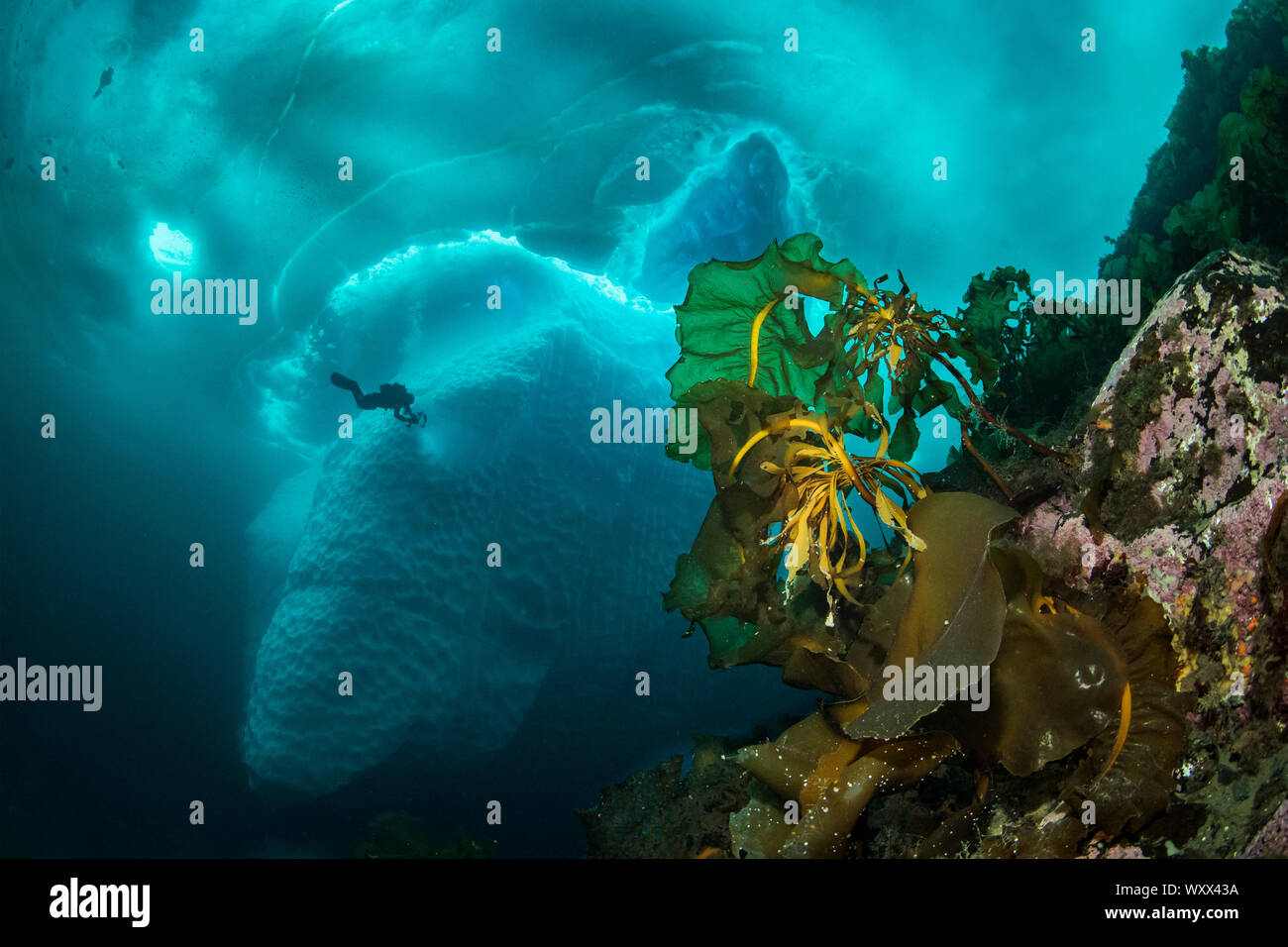 Kelp saccharina latissima hi-res stock photography and images - Alamy