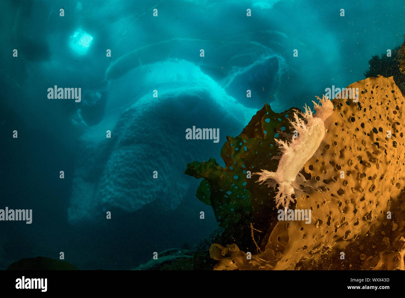 Algae sea ice hi-res stock photography and images - Alamy