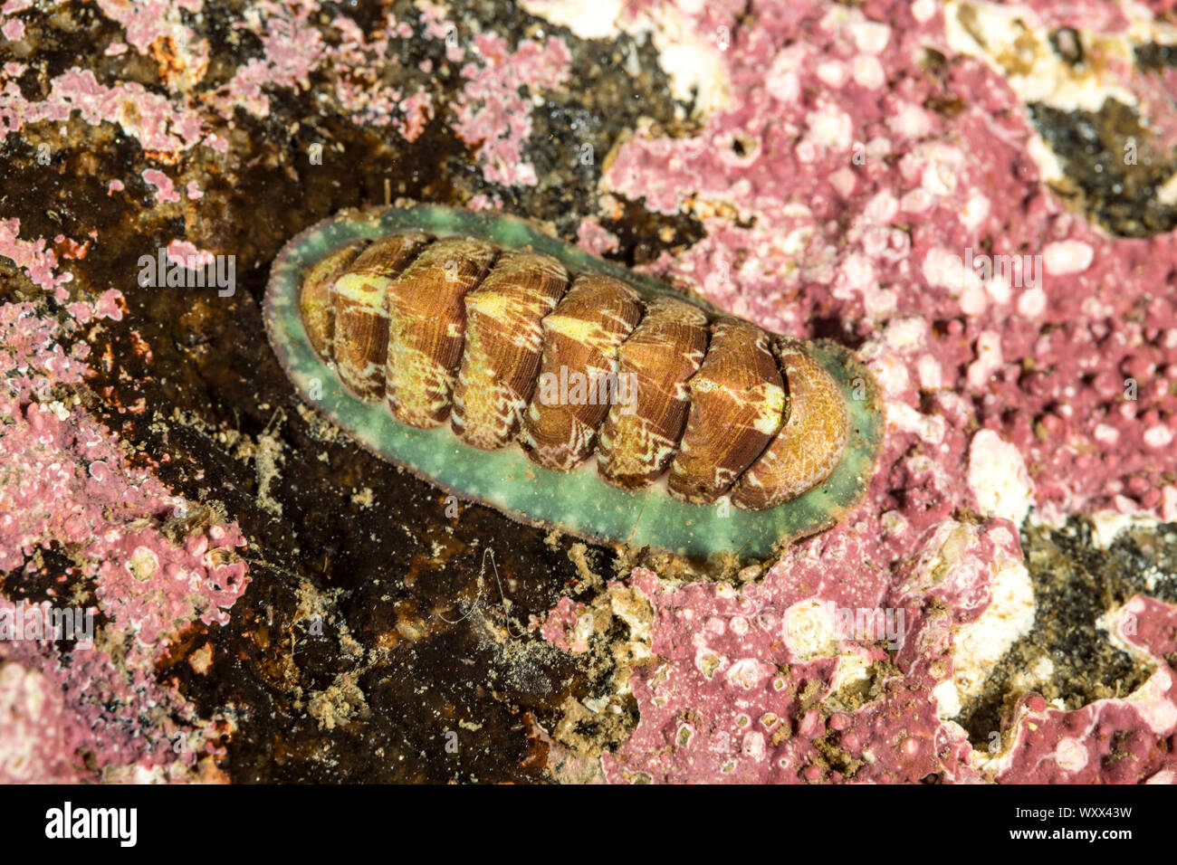 Northern Red Chiton, (Tonicella rubra) a mollusc attached to the ...