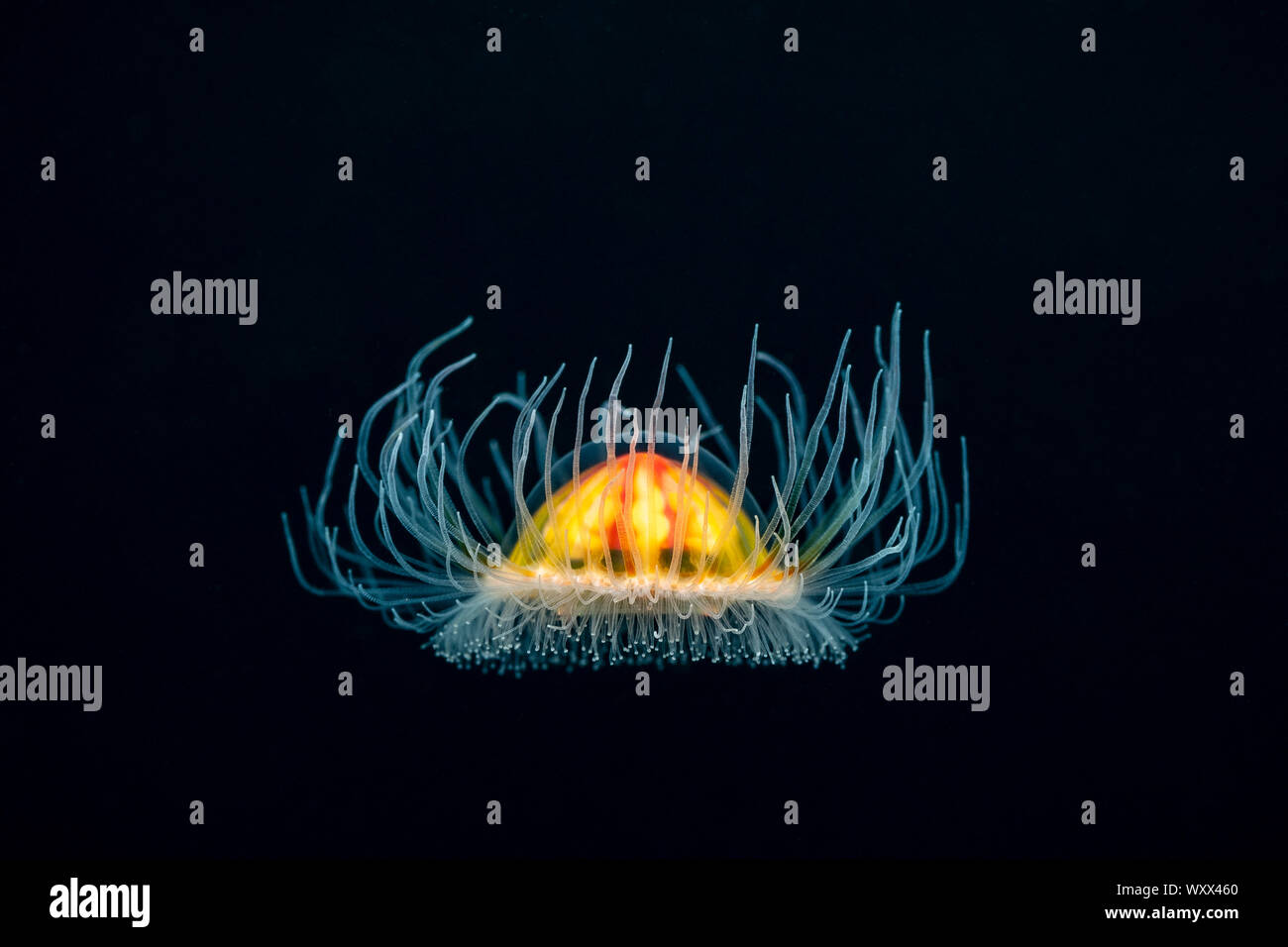 Hydromedusa hi-res stock photography and images - Alamy