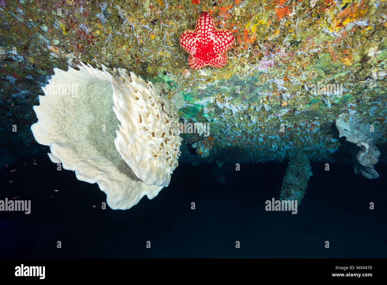 Valvatida hi-res stock photography and images - Alamy