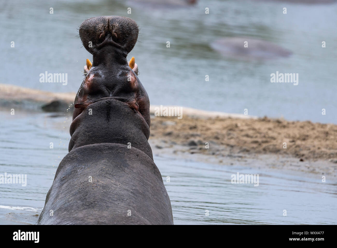 Hippopotamus (Hippopotamus amphibius) back view of hippo yawning, Kenya ...