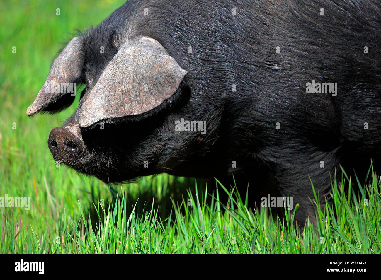 Hardy pigs hi-res stock photography and images - Alamy