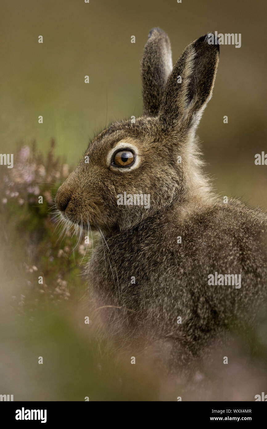 Mountain Hare (Lepus timidus). A Mountain Hare in the Cairngorms ...