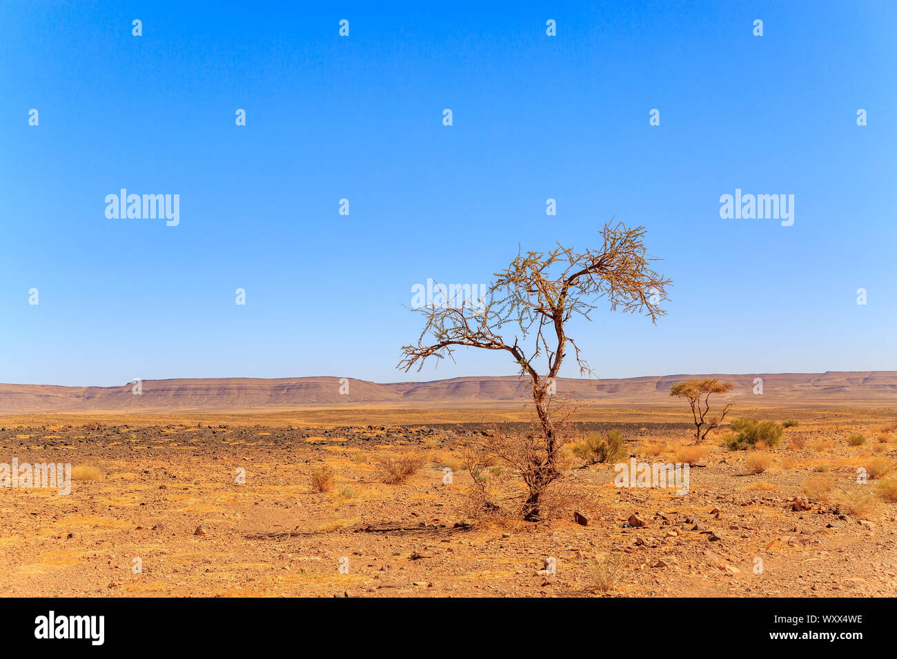 Beautiful Moroccan Mountain landscape with acacia tree in foreground ...