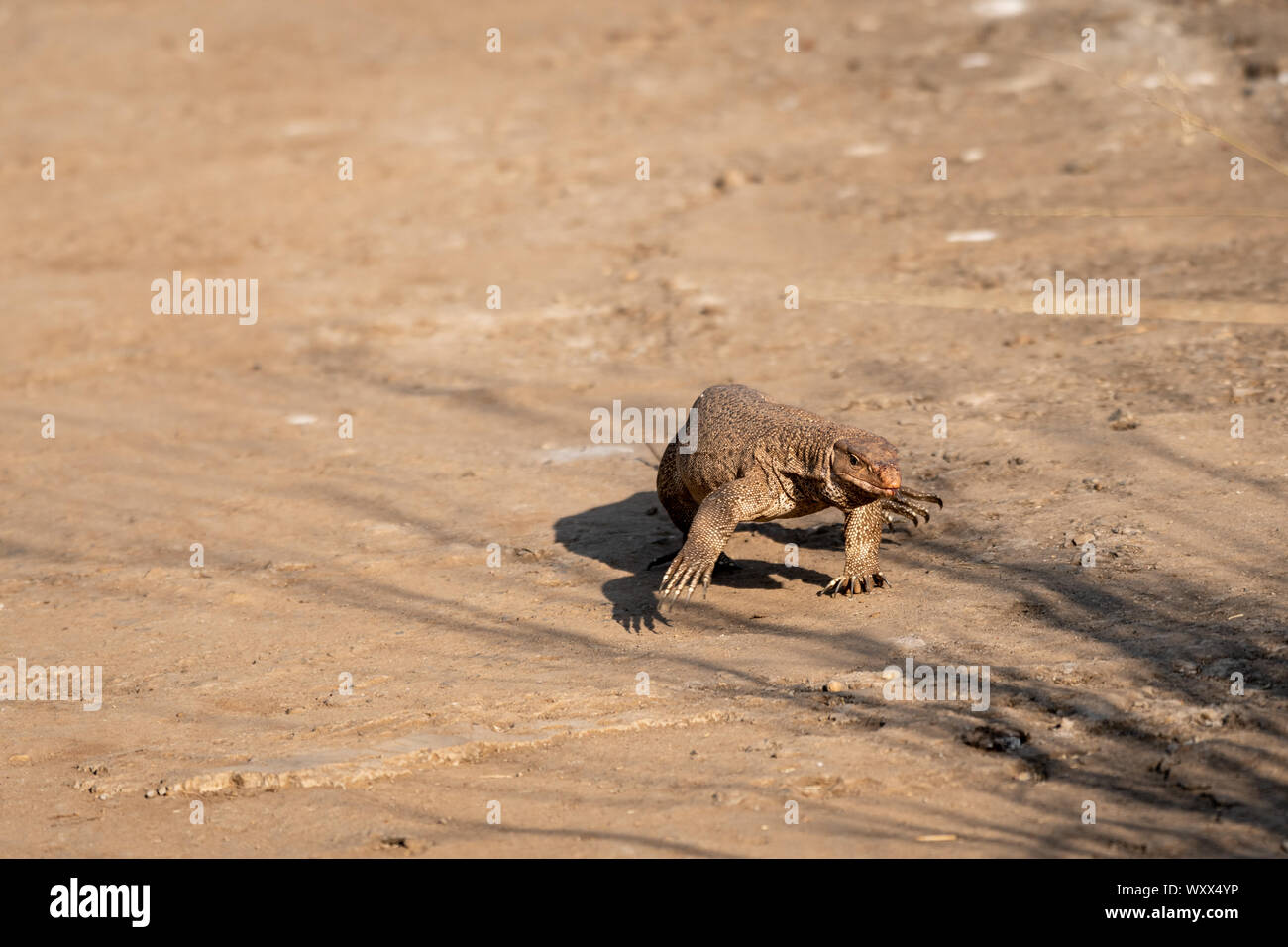 India varanus bengalensis bengal monitor hi-res stock photography and ...