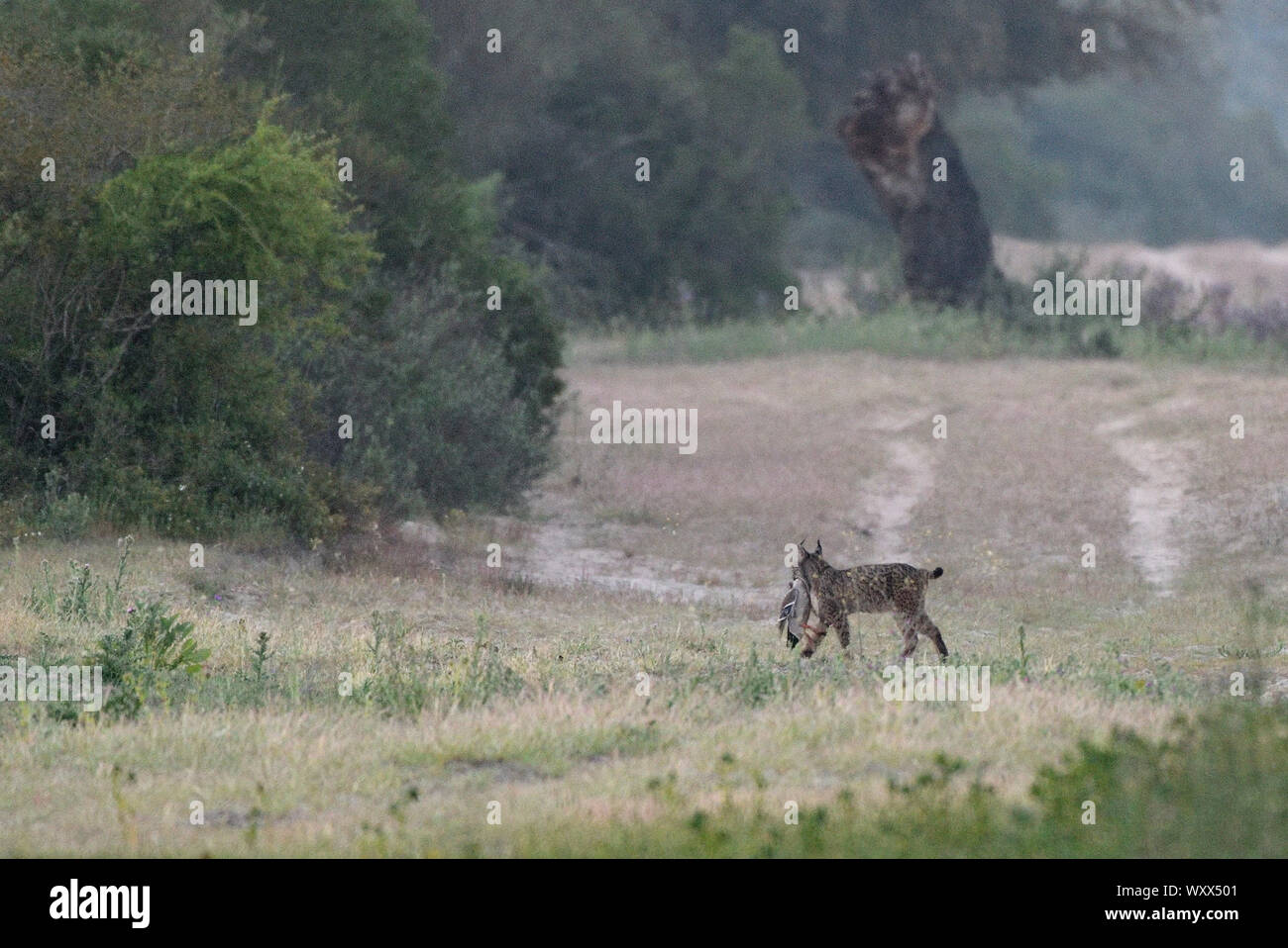 Spanish lynx (Lynx pardinus) adult male crossing a stripe with a male ...