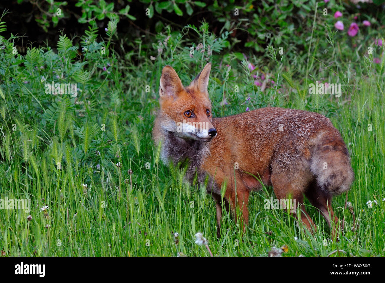 Red fox (Vulpes vulpes) Female in a meadow, Côtes d'Armor, Brittany ...
