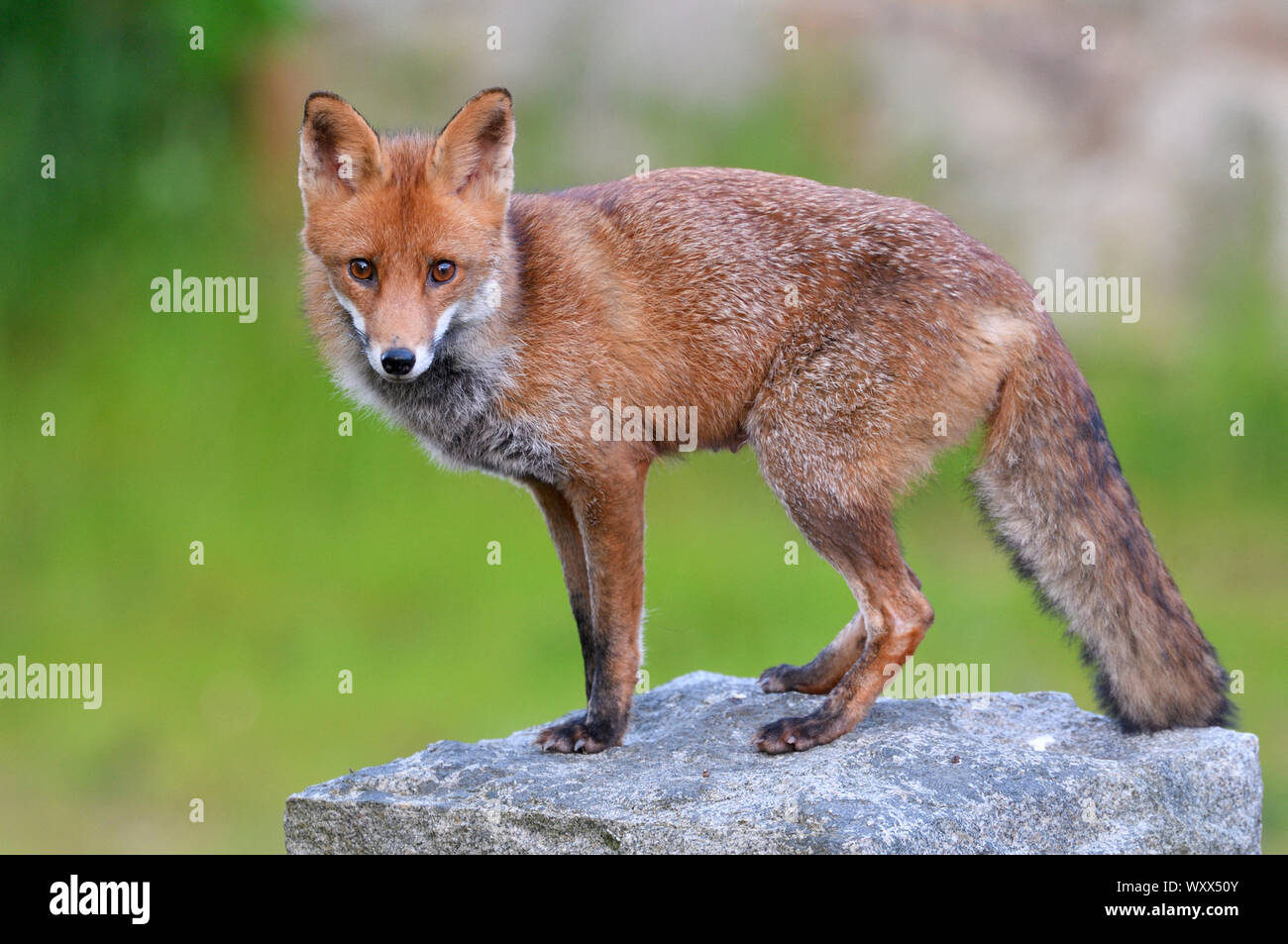 Red fox (Vulpes vulpes) Suckling female in a street in town, Plerin ...