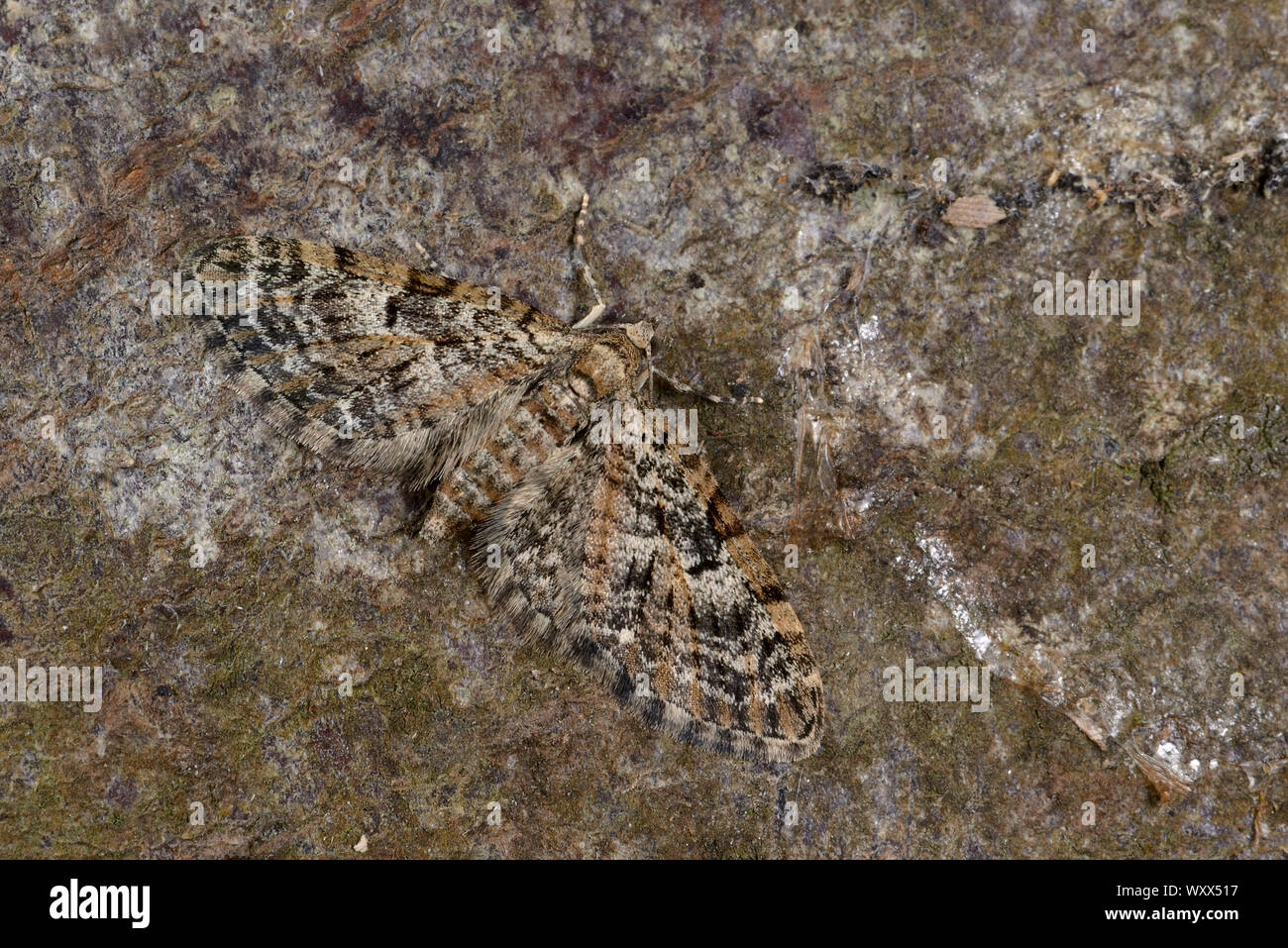 Eupithecia dodoneata hi-res stock photography and images - Alamy