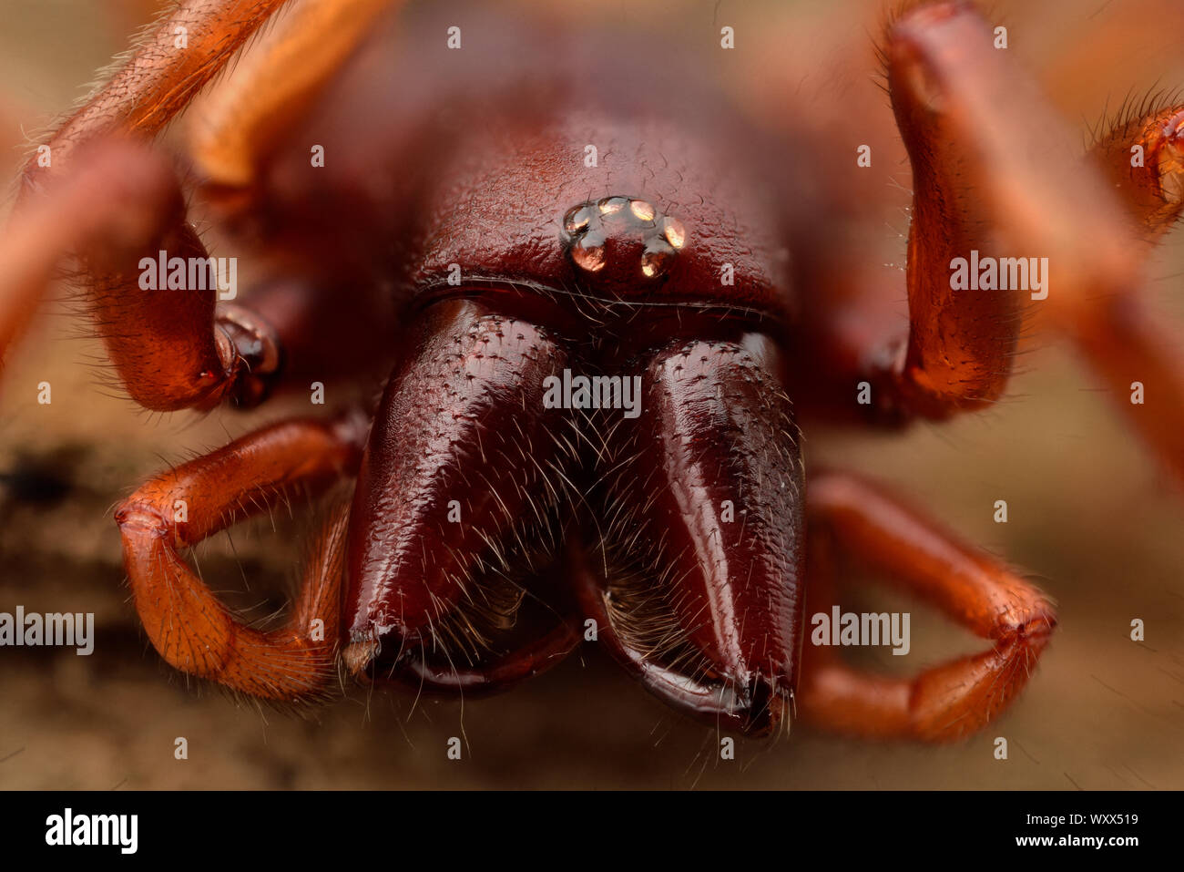 Woodlouse Spider (Dysdera crocata) female, close-up of the eye group ...