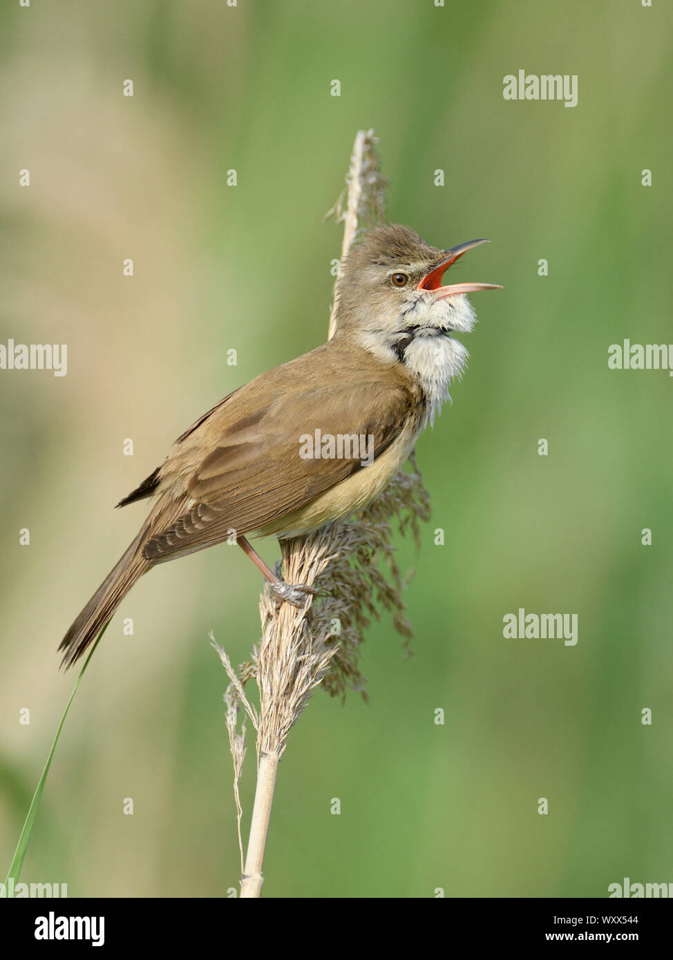 Great Reed Warbler (Acrocephalus arundinaceus) Adult male singing, Coto ...