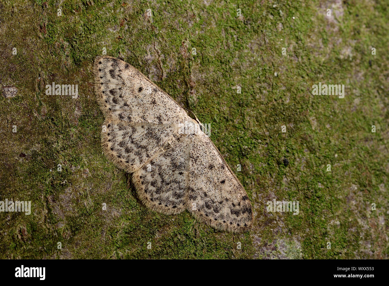 Mullein wave hi-res stock photography and images - Alamy