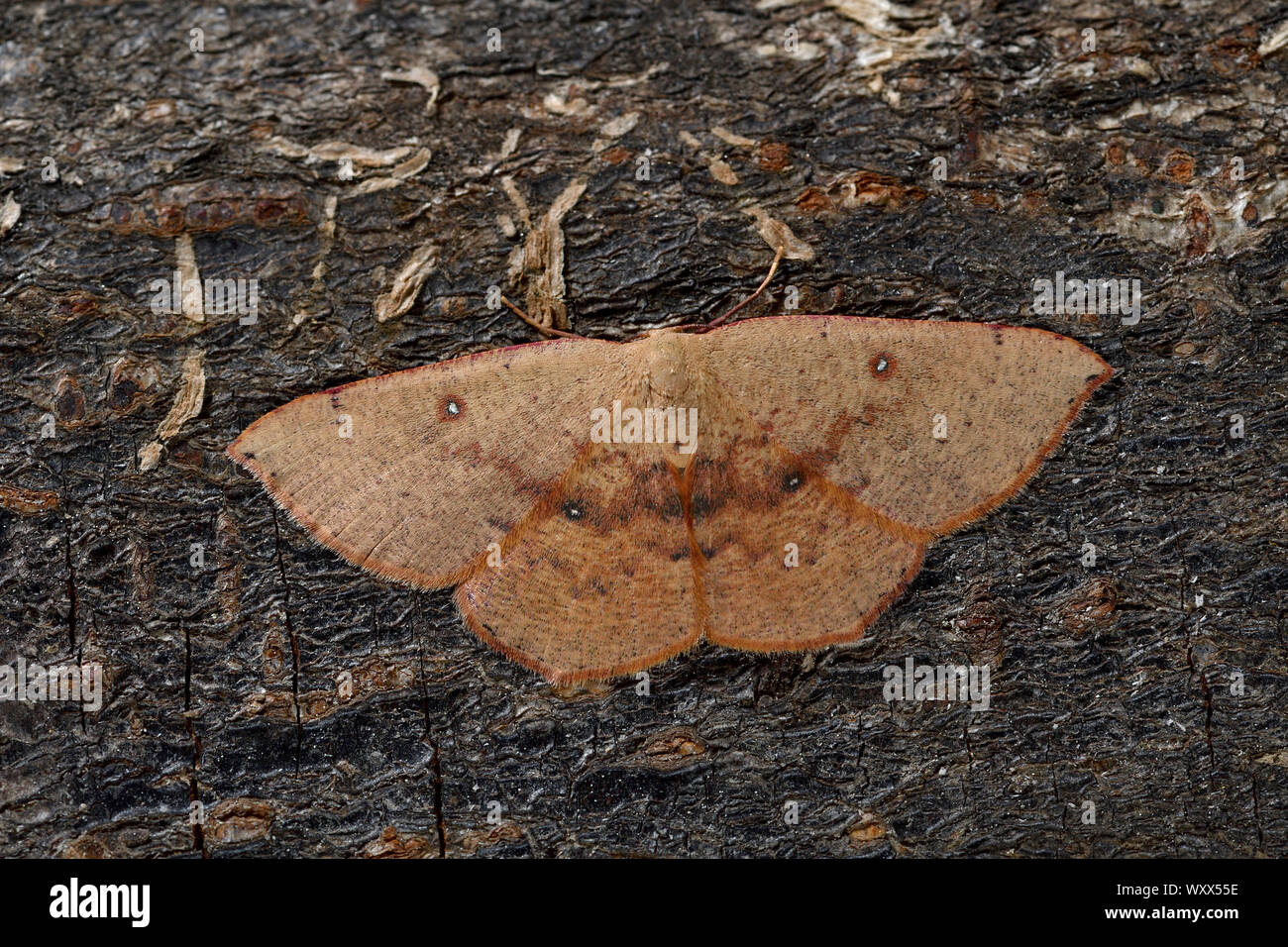 Mocha moth hi-res stock photography and images - Alamy