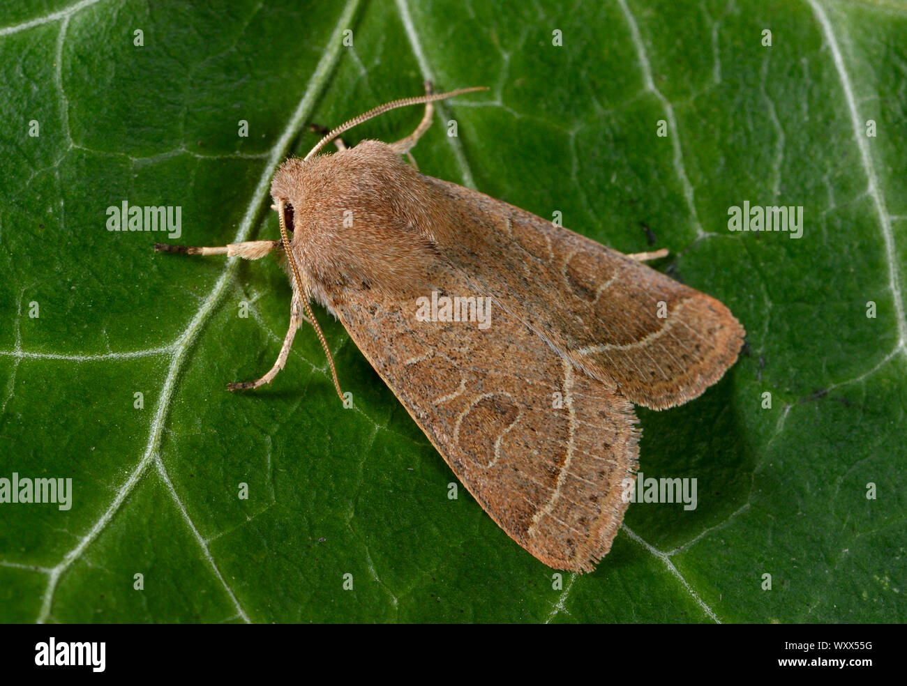 Common Quaker (Orthosia cerasi) imago, woodlands, Brittany, France ...