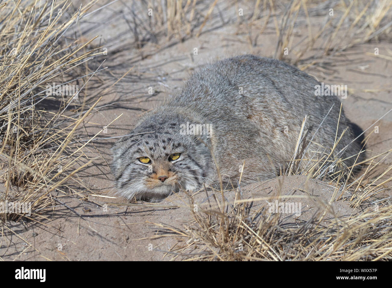 Pallas's cat (Otocolobus manul), in the grass, Steppe area, East ...