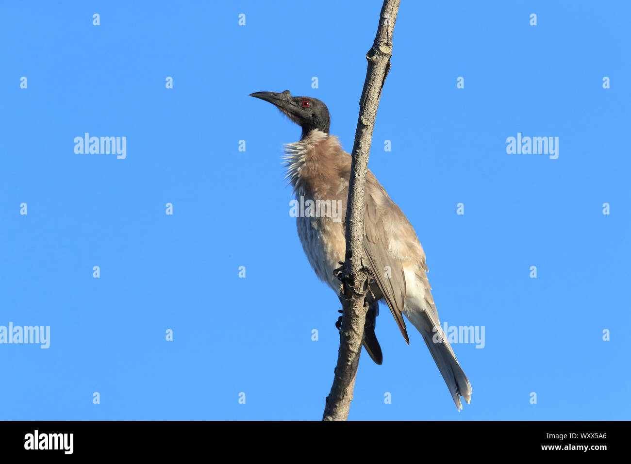 Noisy Friar bird ,Queensland, Australia Stock Photo - Alamy
