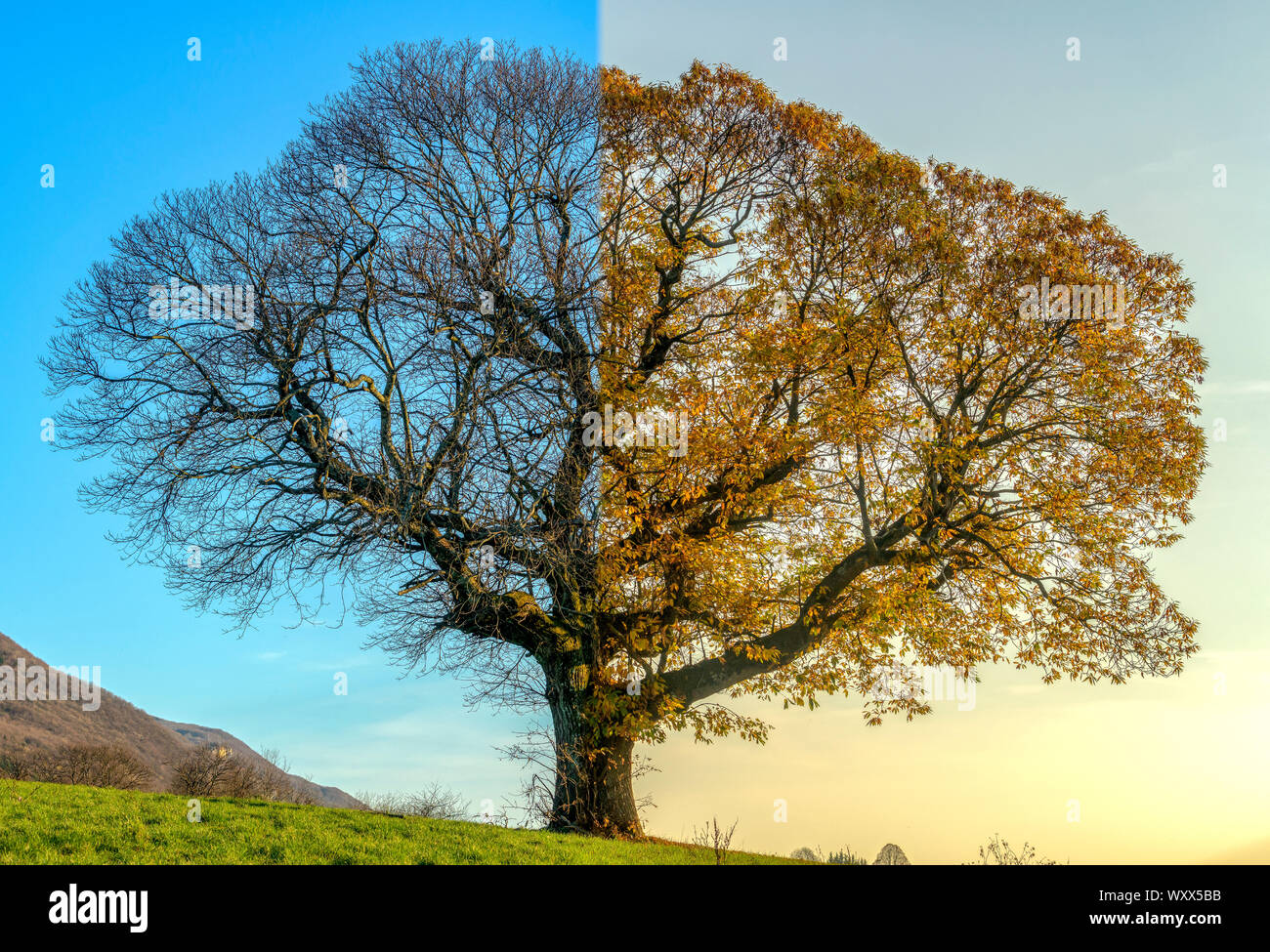 Remarkable chestnut tree hi-res stock photography and images - Alamy