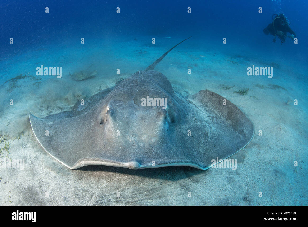 Roughtail Stingray