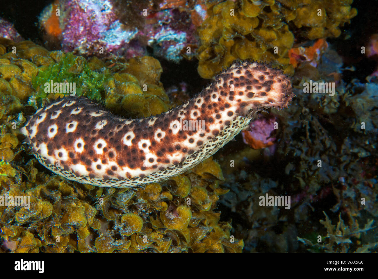 Holothuroidea hi-res stock photography and images - Alamy