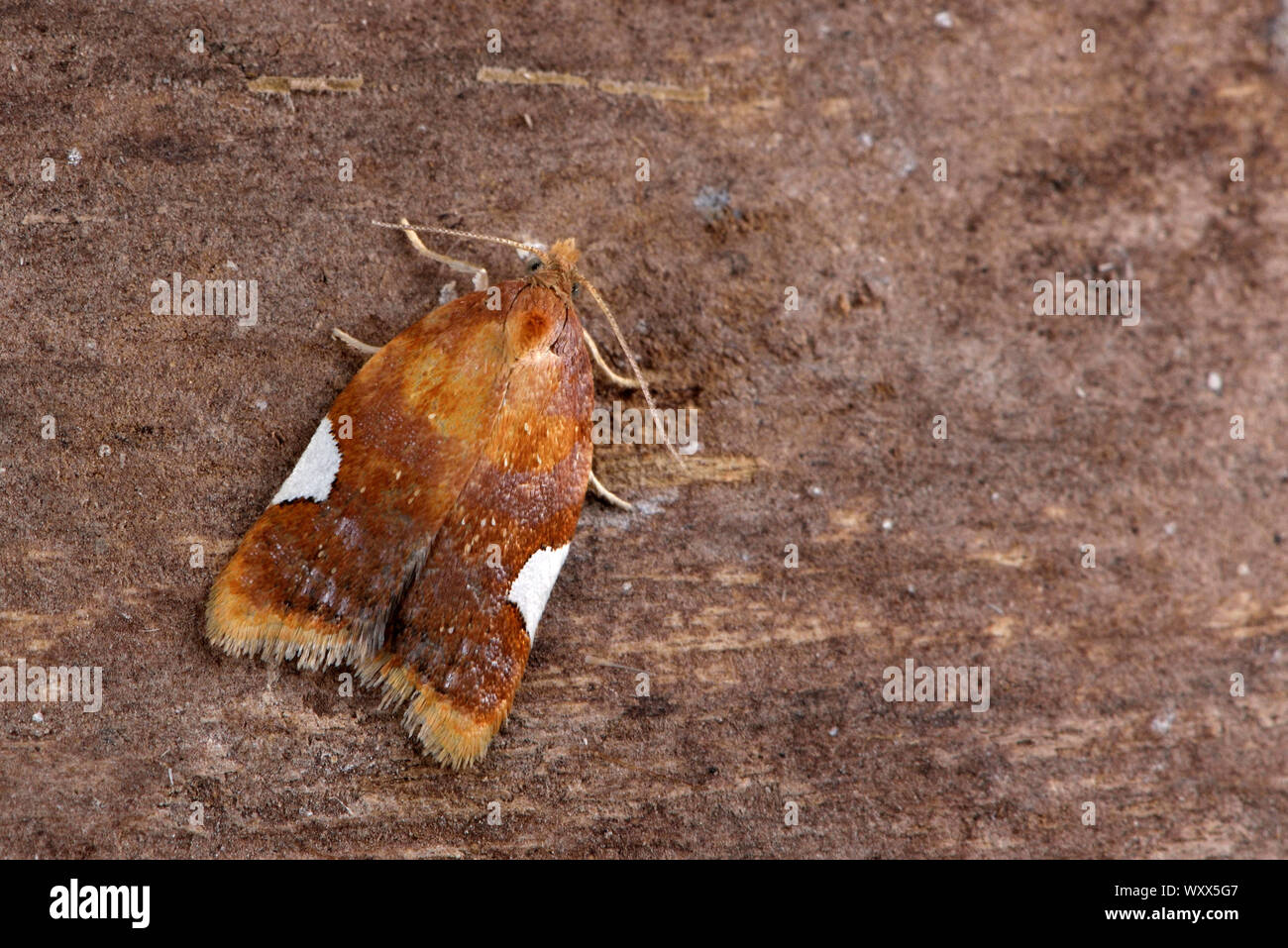 Golden Leafroller Moth (Acleris holmiana), Light woods and orchards ...