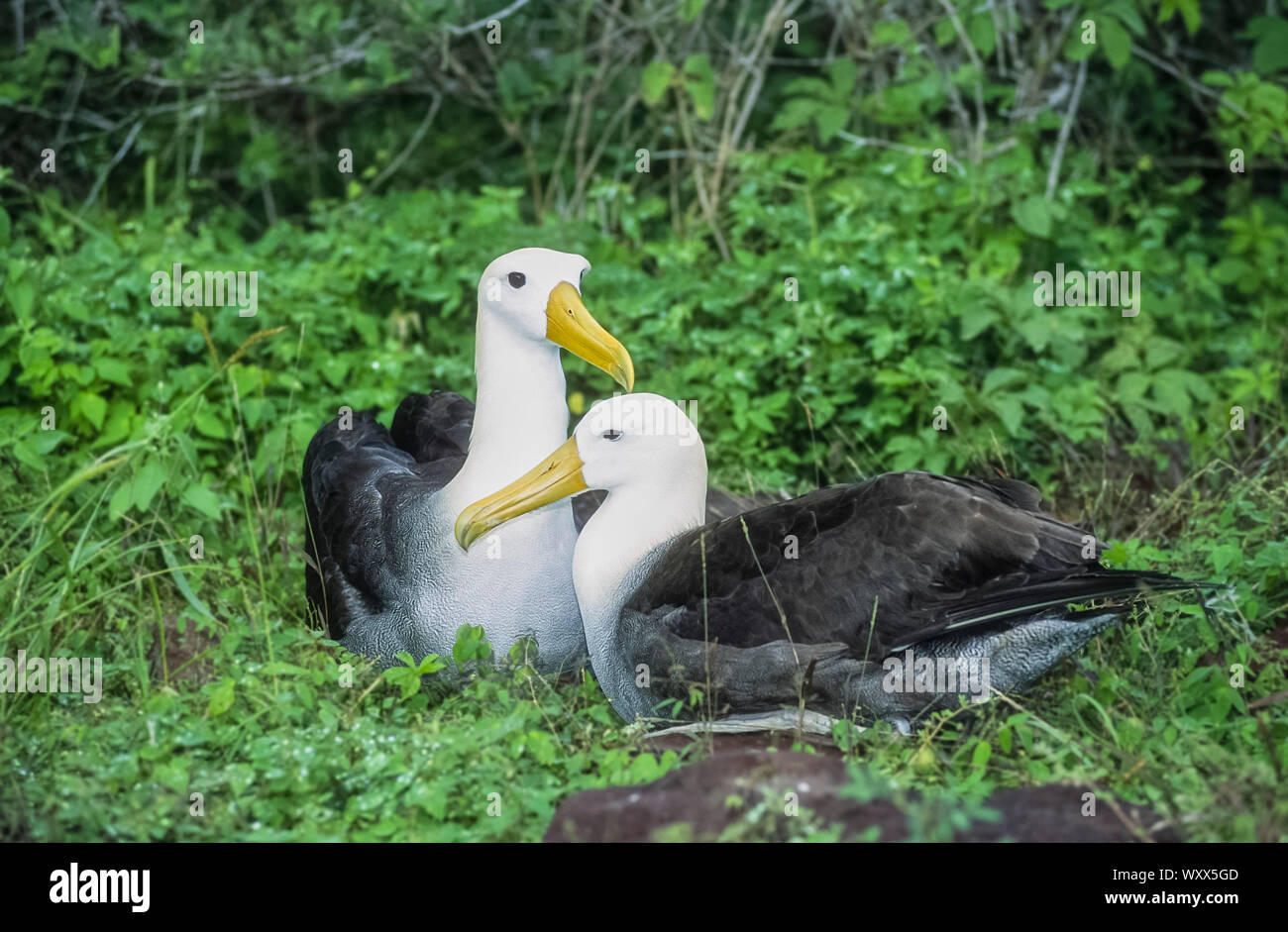 Waved Albatros (Ph?bastria irrorata) couple, Galapagos Stock Photo - Alamy