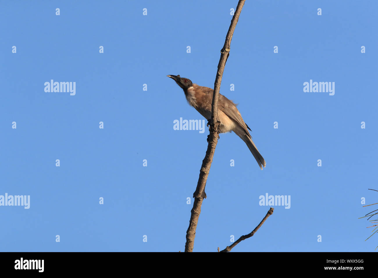 Australian friar bird hi-res stock photography and images - Alamy