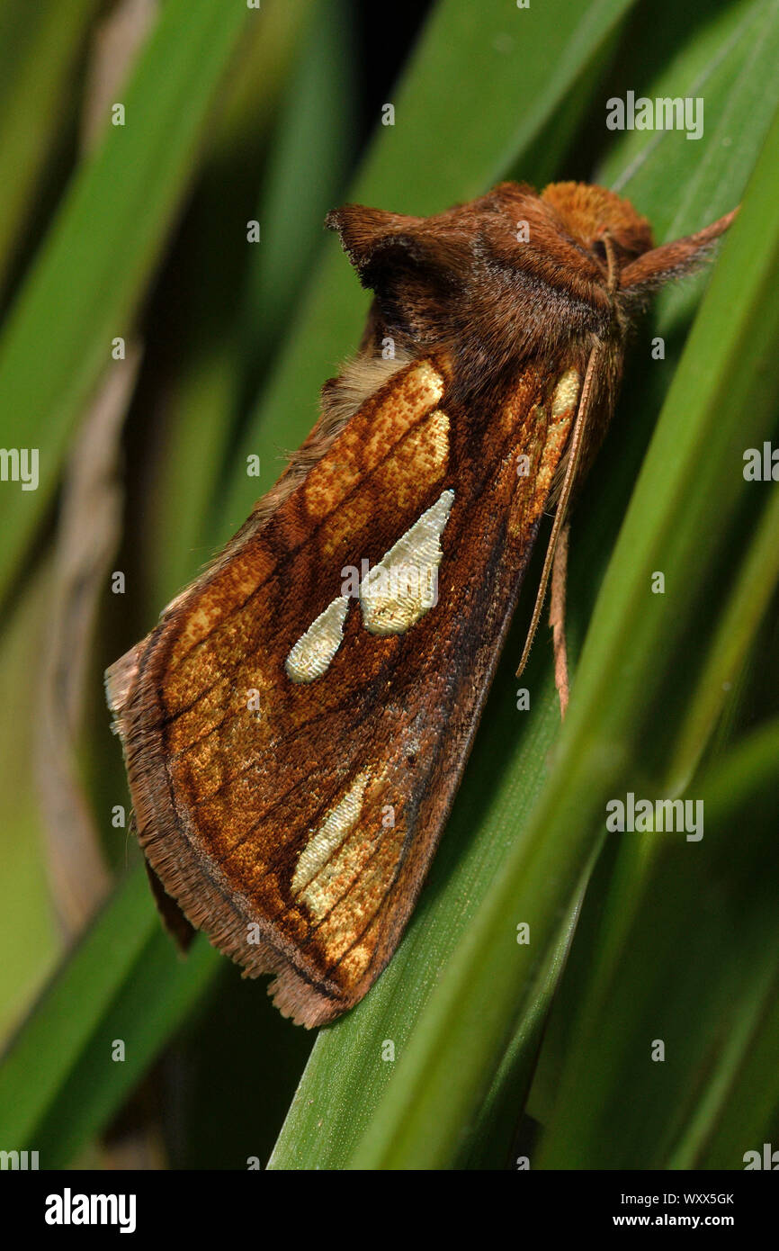 Gold Spot (Plusia festucae) imago at rest with its remarkable golden ...
