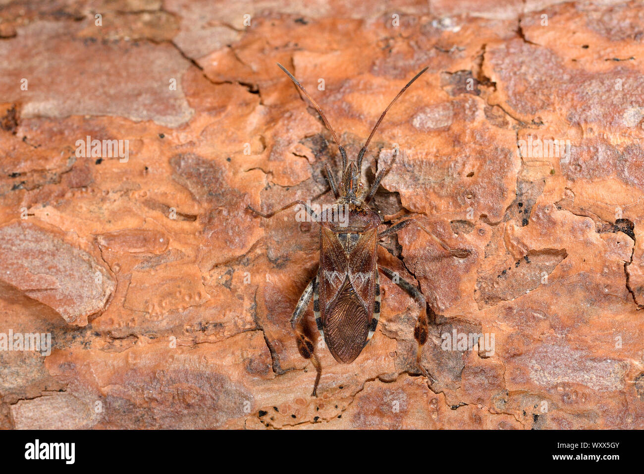 Western conifer seed bug (Leptoglossus occidentalis) Imago, Large ...